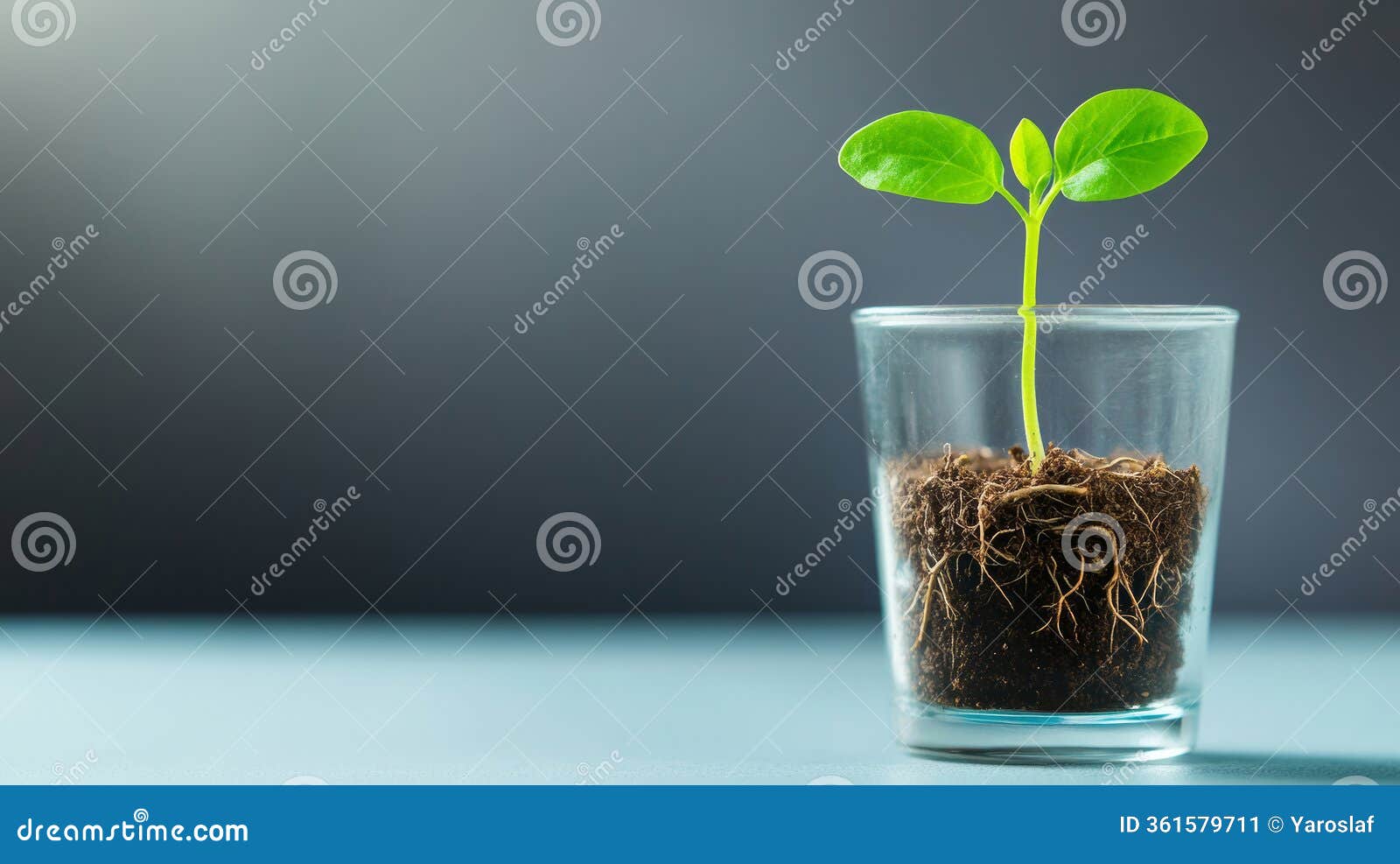 Roots of a Seedling Shown in a Hydroponic Setup on a Clean Gray Blue ...
