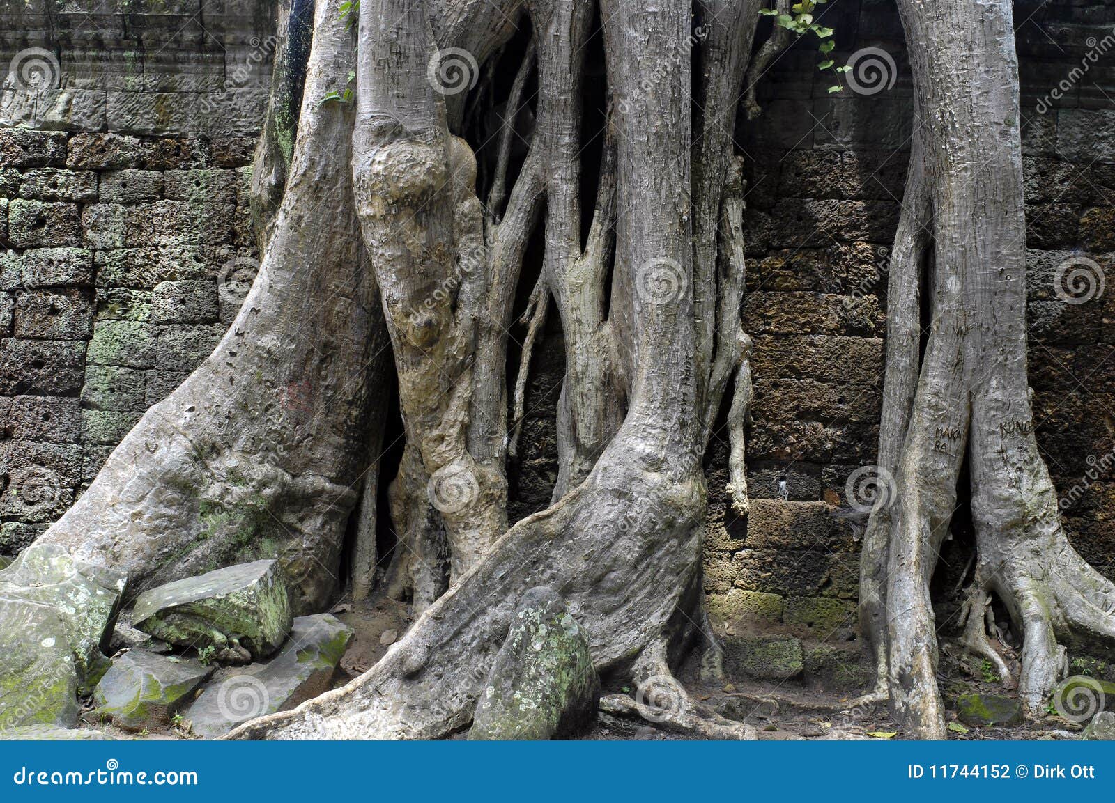 Roots of a Silk Cotton Tree at Ta Prohm Stock Photo - Image of buddhism ...