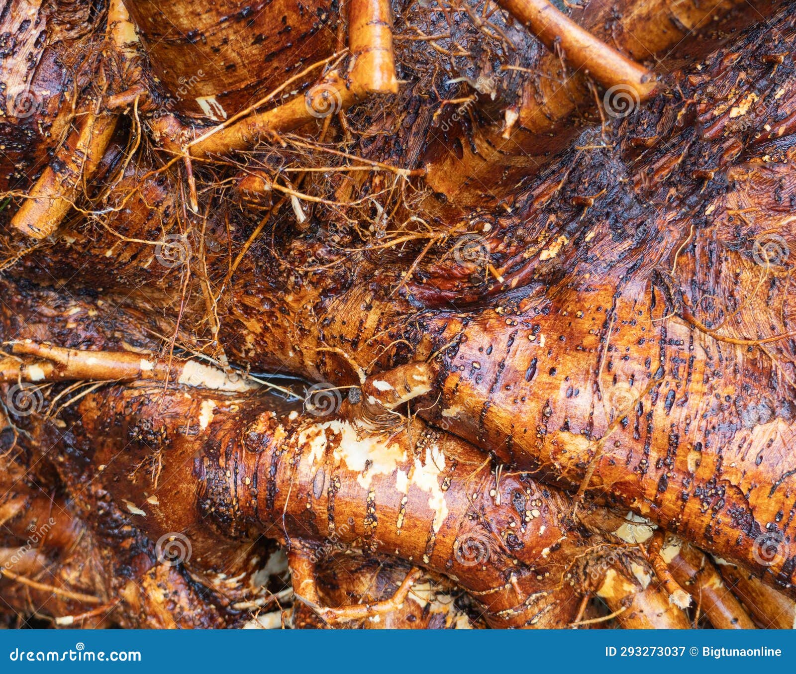 Roots Small and Big of a Natural Tree Plant. Tree Root Texture ...