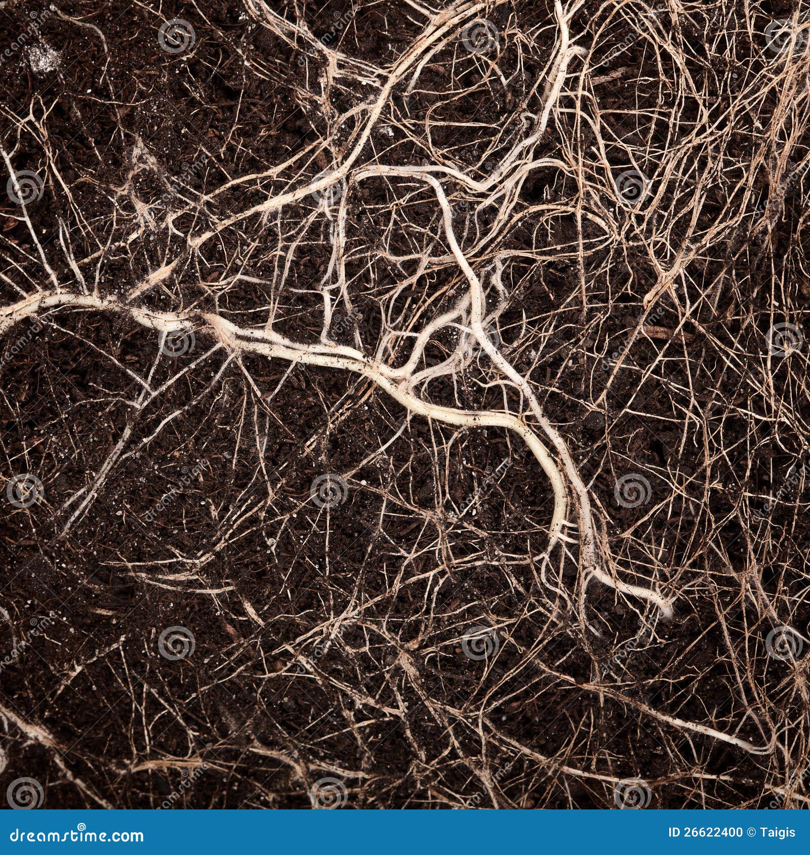 Roots in a soil stock photo. Image of conservation, botany - 26622400