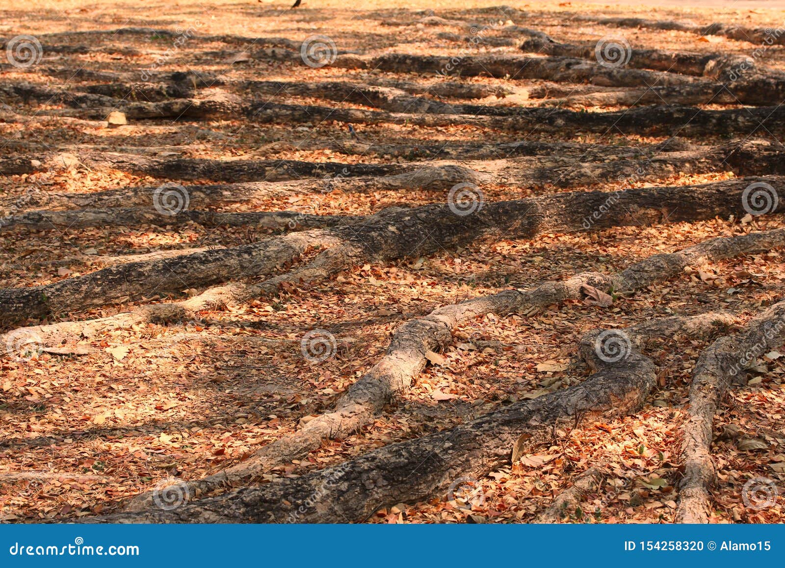 Roots in a Soil Background. Stock Photo - Image of pattern, flora ...