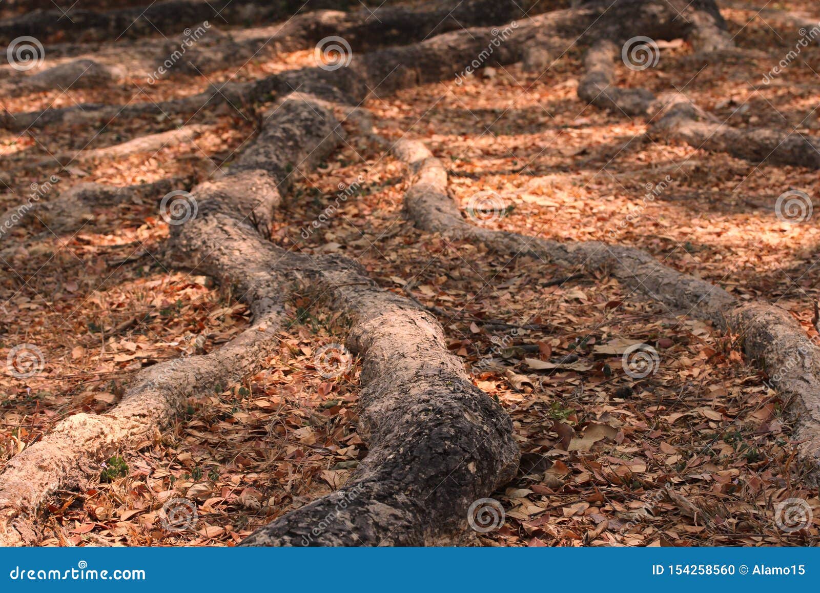 Roots in a Soil Background. Stock Photo - Image of dead, tree: 154258560