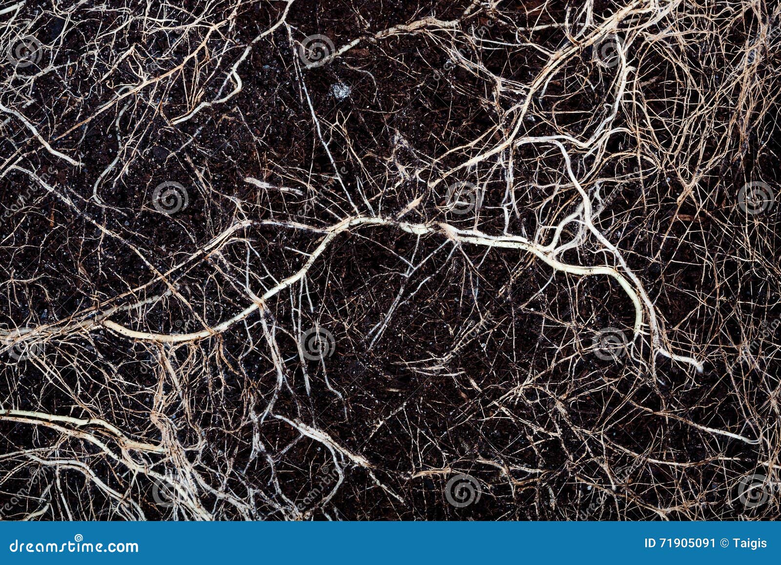 Roots in a soil stock image. Image of gardening, earth - 71905091
