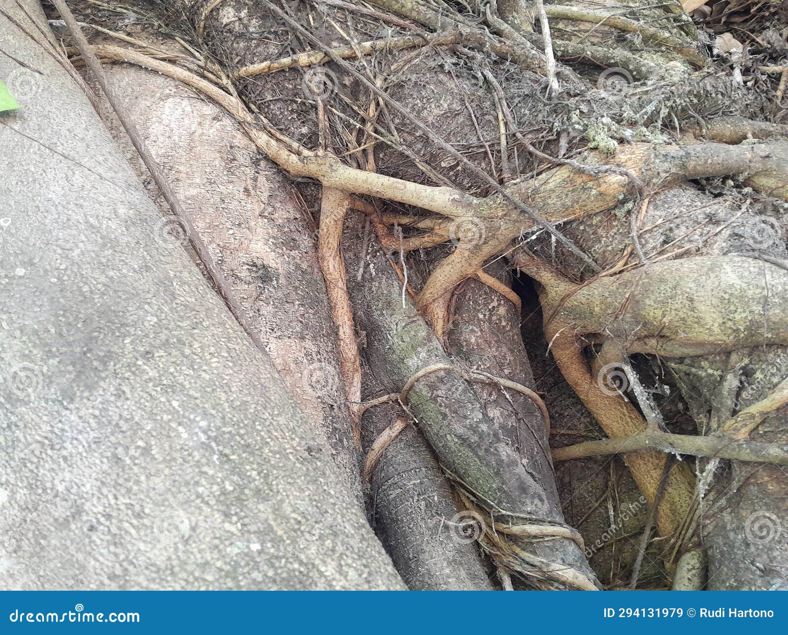 Roots Spread Across the Trunk of a Large Tree Stock Image - Image of ...