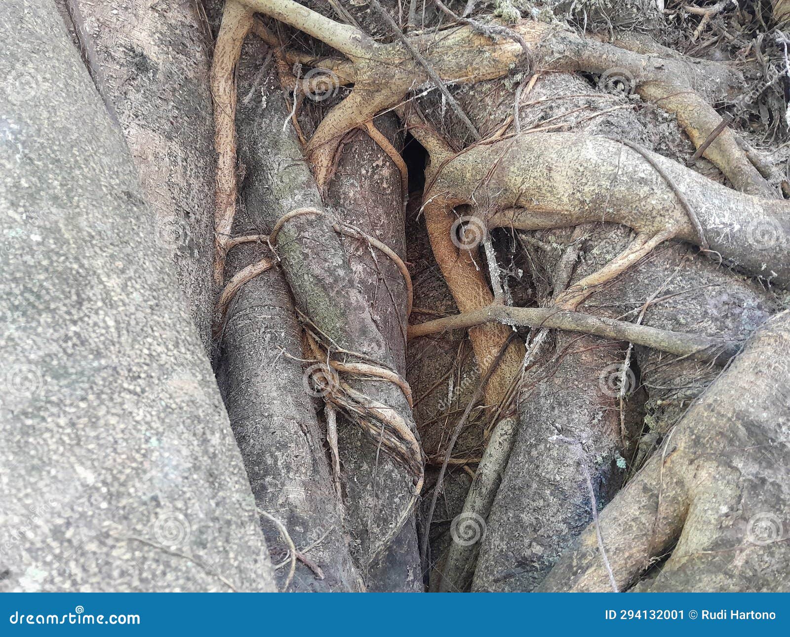 Roots Spread Across the Trunk of a Large Tree Stock Image - Image of ...