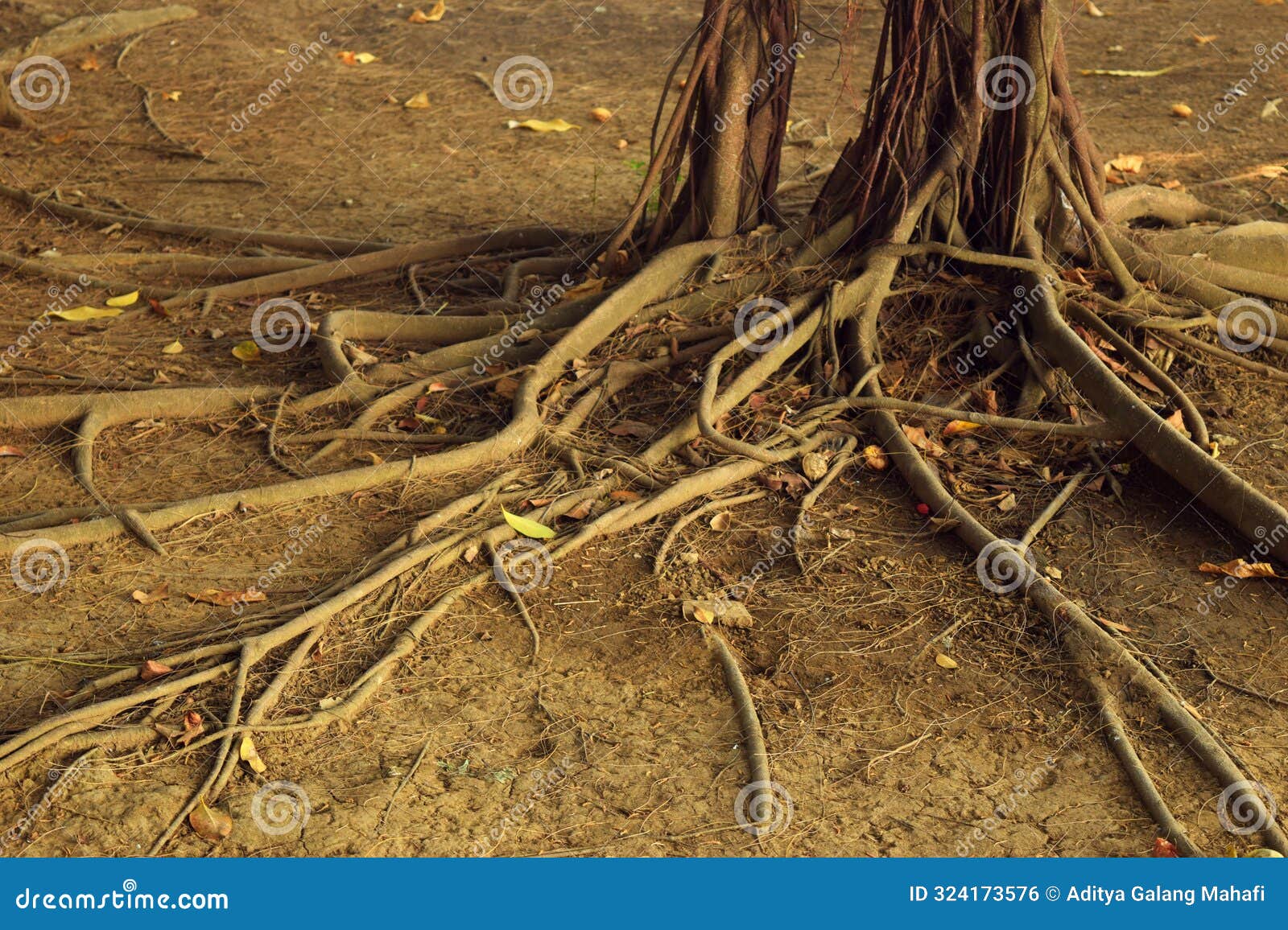 Roots Spreading from a Large Tree in a Park in Brebes Stock Photo ...