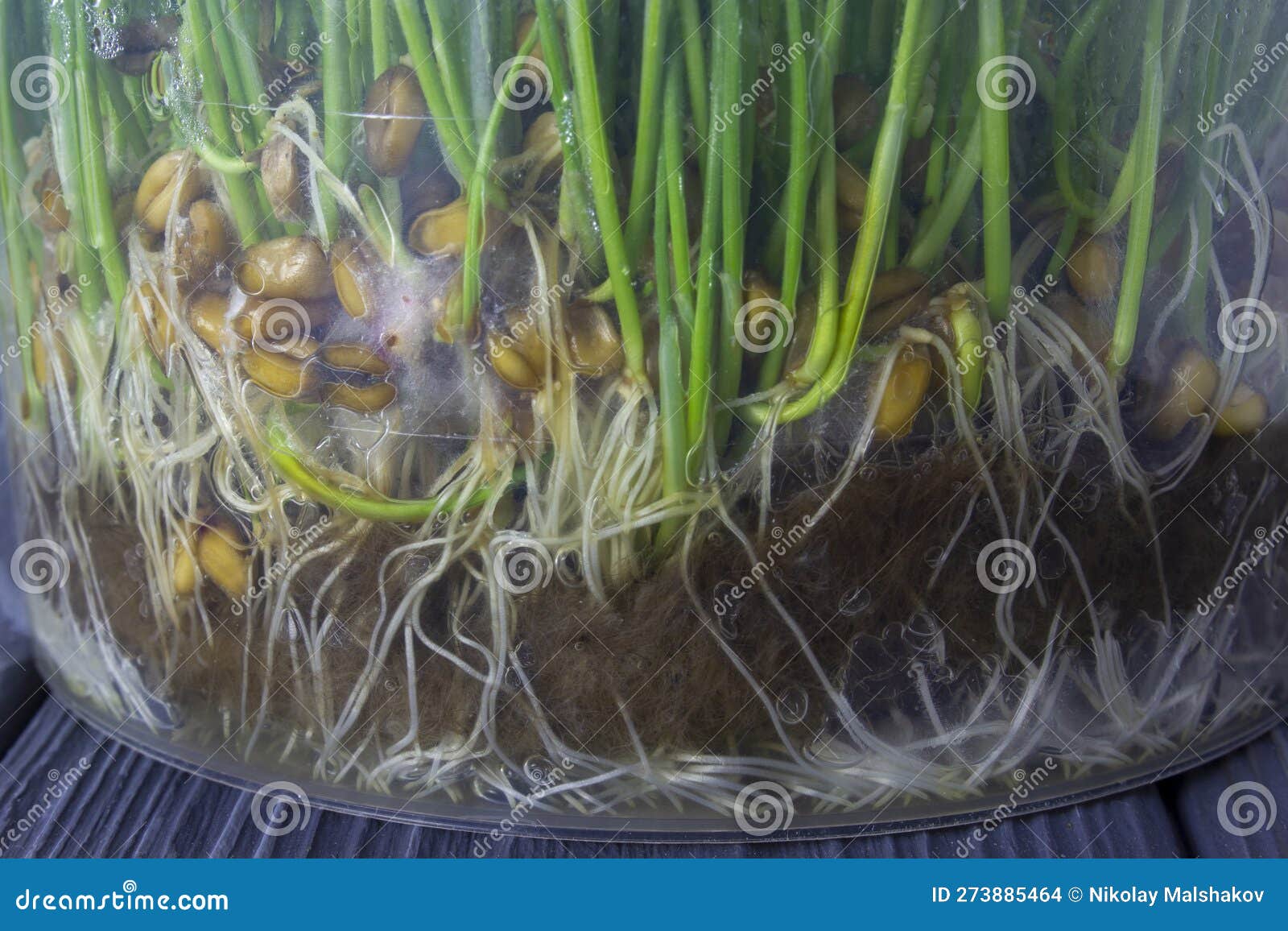 Roots of Sprouted Wheat Growing in a Container. Cultivation of ...