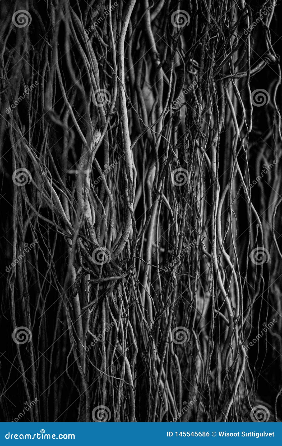 The Roots and Stems of the Banyan Tree are Densely Packed, Looking ...