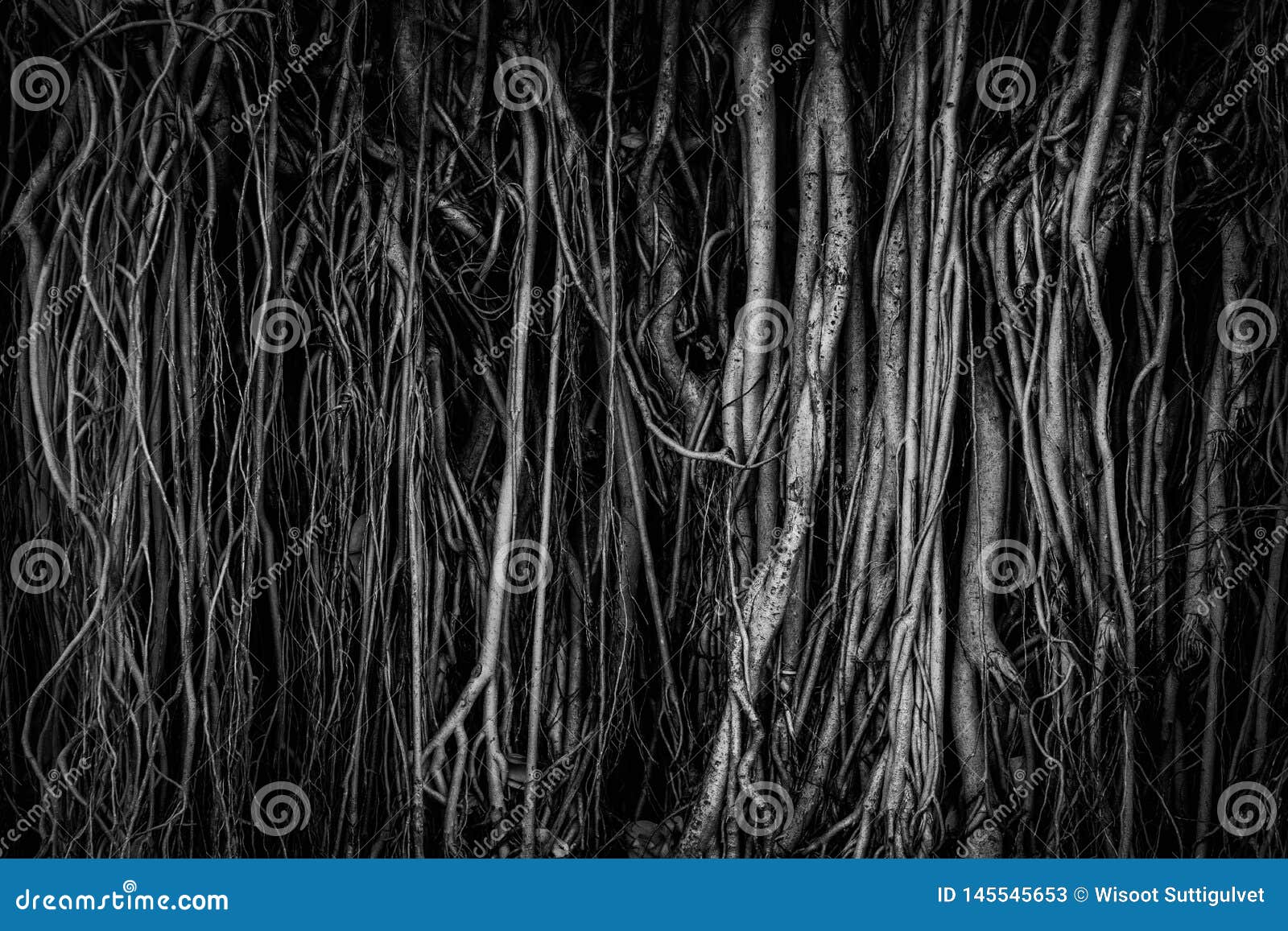The Roots And Stems Of The Banyan Tree Are Densely Packed, Looking ...