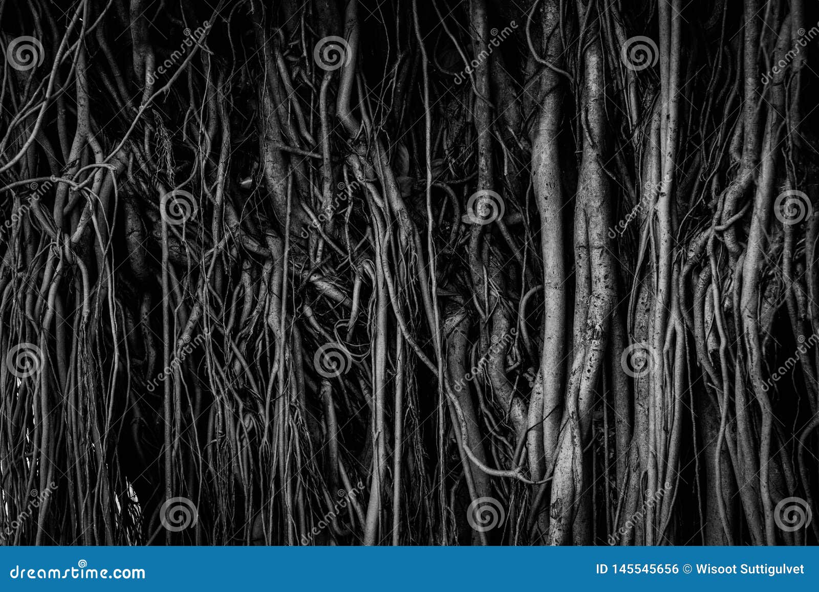 The Roots and Stems of the Banyan Tree are Densely Packed, Looking ...