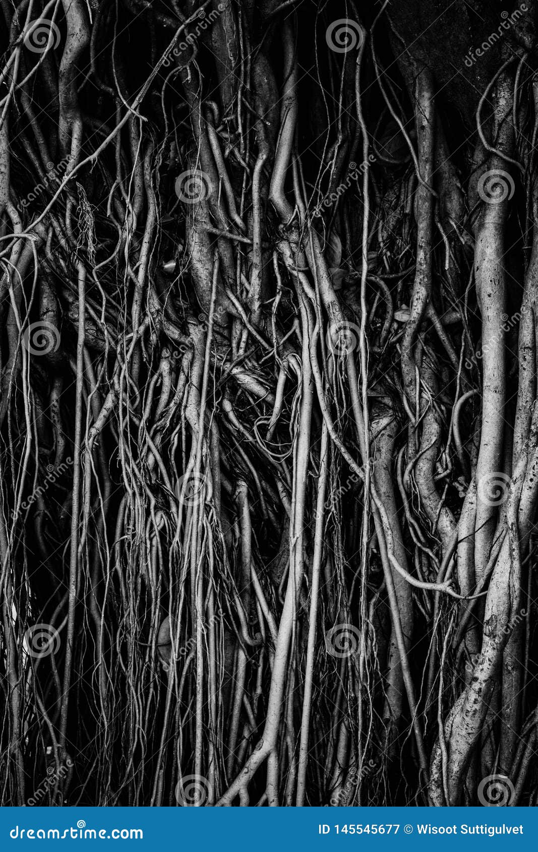 The Roots And Stems Of The Banyan Tree Are Densely Packed, Looking ...