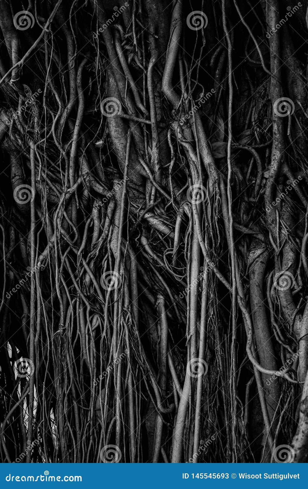 The Roots and Stems of the Banyan Tree are Densely Packed, Looking ...