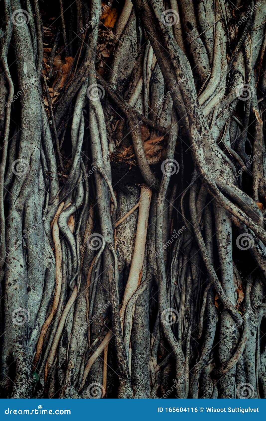 The Roots and Stems of the Banyan Tree are Densely Packed, Looking ...