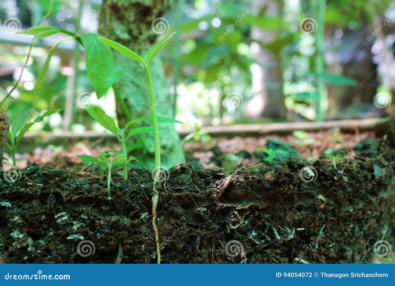 The Roots and Stems of Seedlings are Germinating. Stock Photo - Image ...