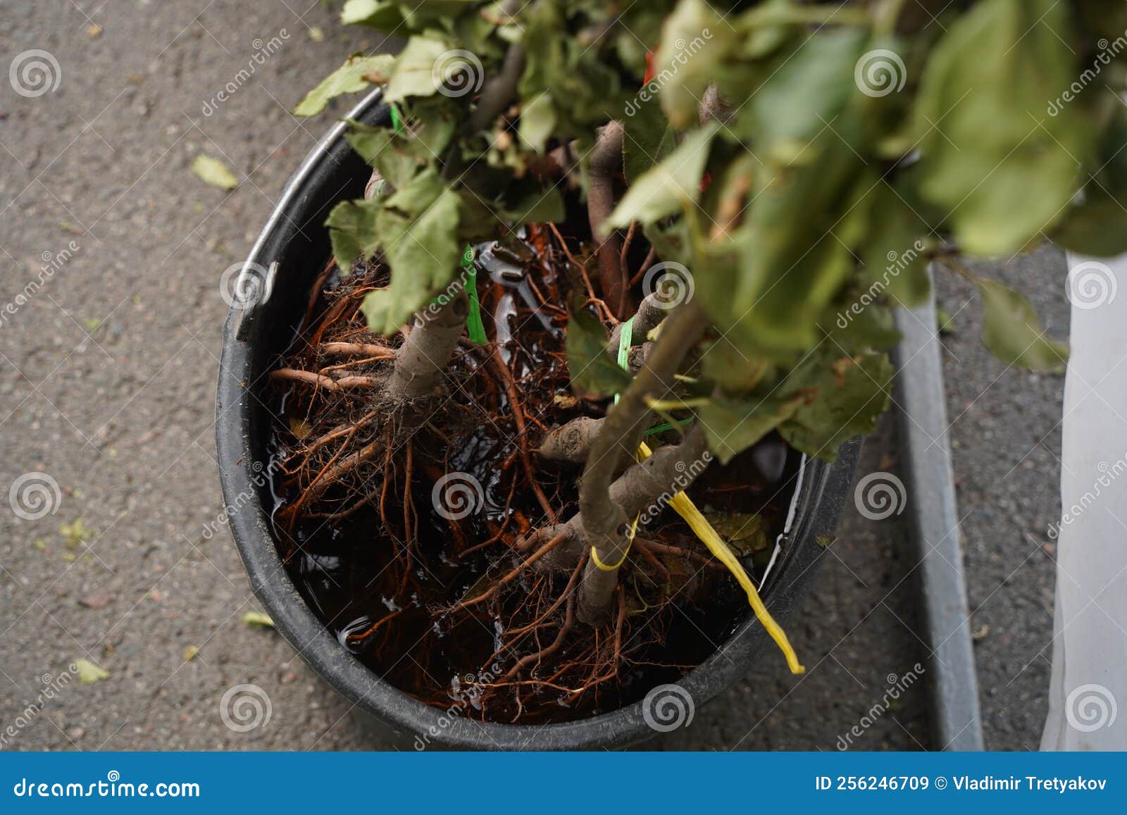 The Roots and Stems of a Watered Plant in a Pot Stock Image - Image of ...