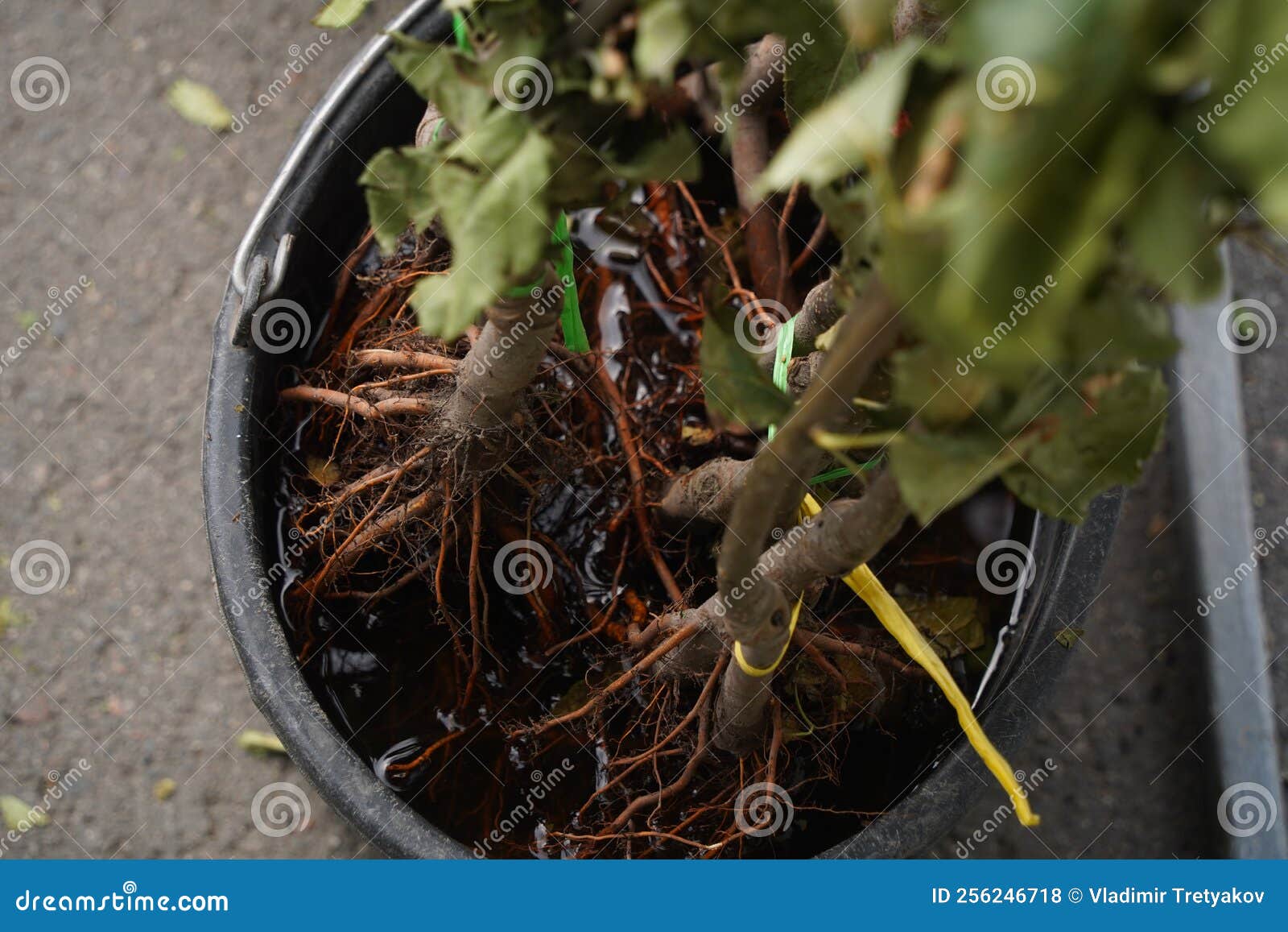 The Roots and Stems of a Watered Plant in a Pot Stock Photo - Image of ...
