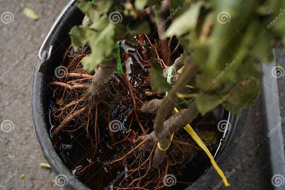 The Roots and Stems of a Watered Plant in a Pot Stock Image - Image of ...