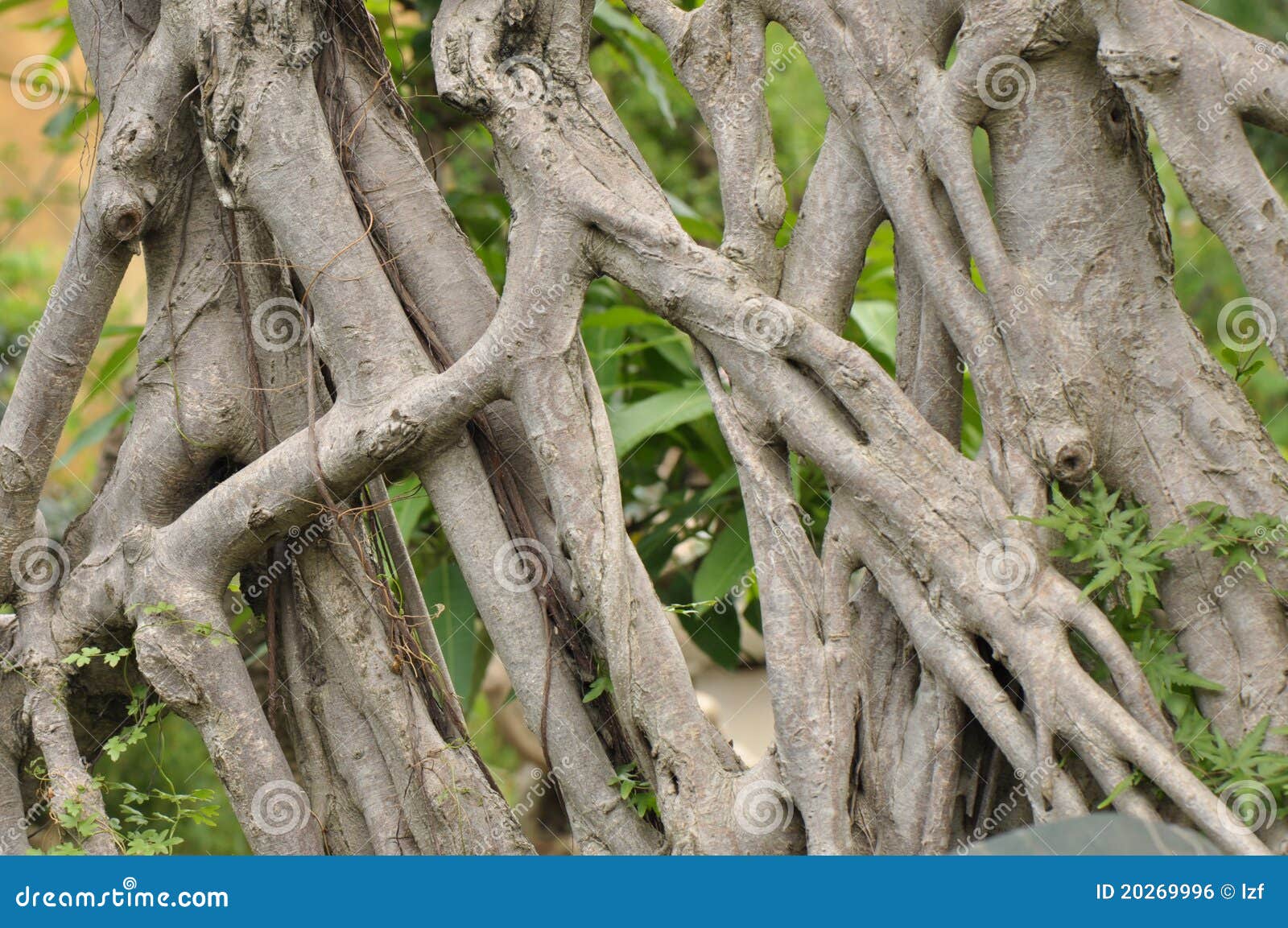 Roots system stock photo. Image of beech, maze, outdoor - 20269996