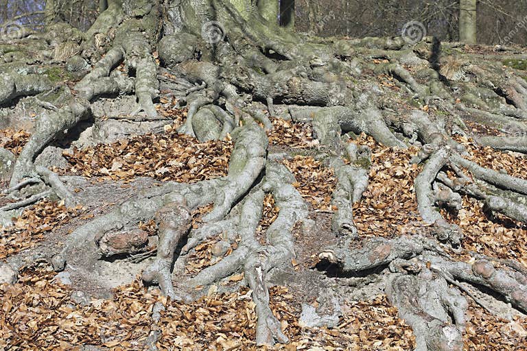 Roots system of a beech stock image. Image of seasons - 18689093