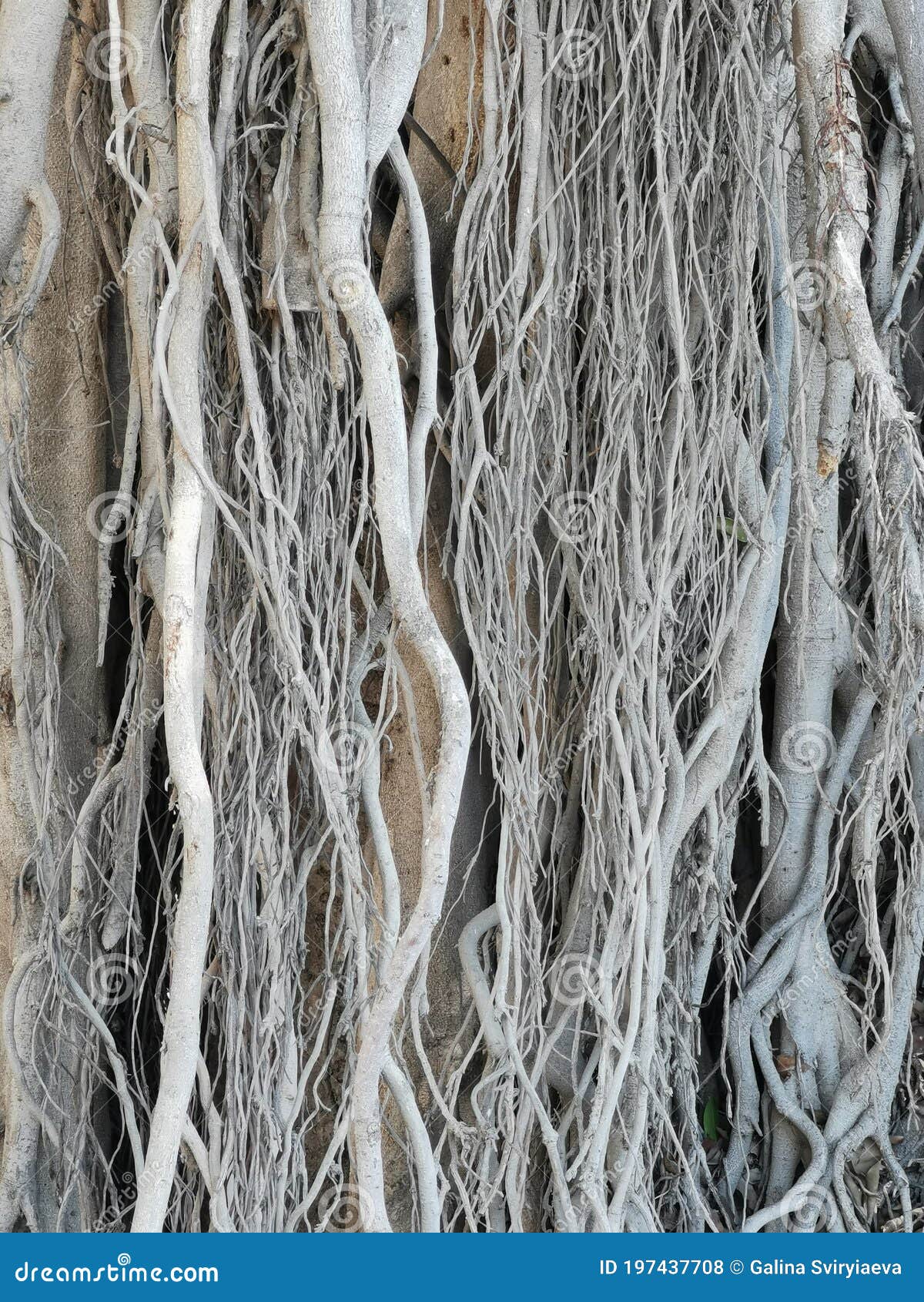 Roots System of a Ficus Religiosa Tree Stock Photo - Image of nature ...