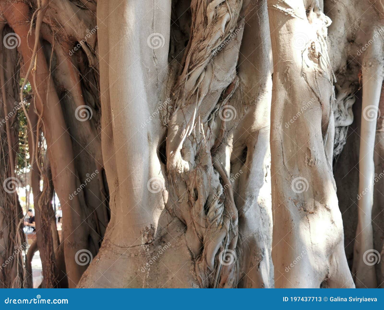 Roots System of a Ficus Religiosa Tree Stock Image - Image of large ...