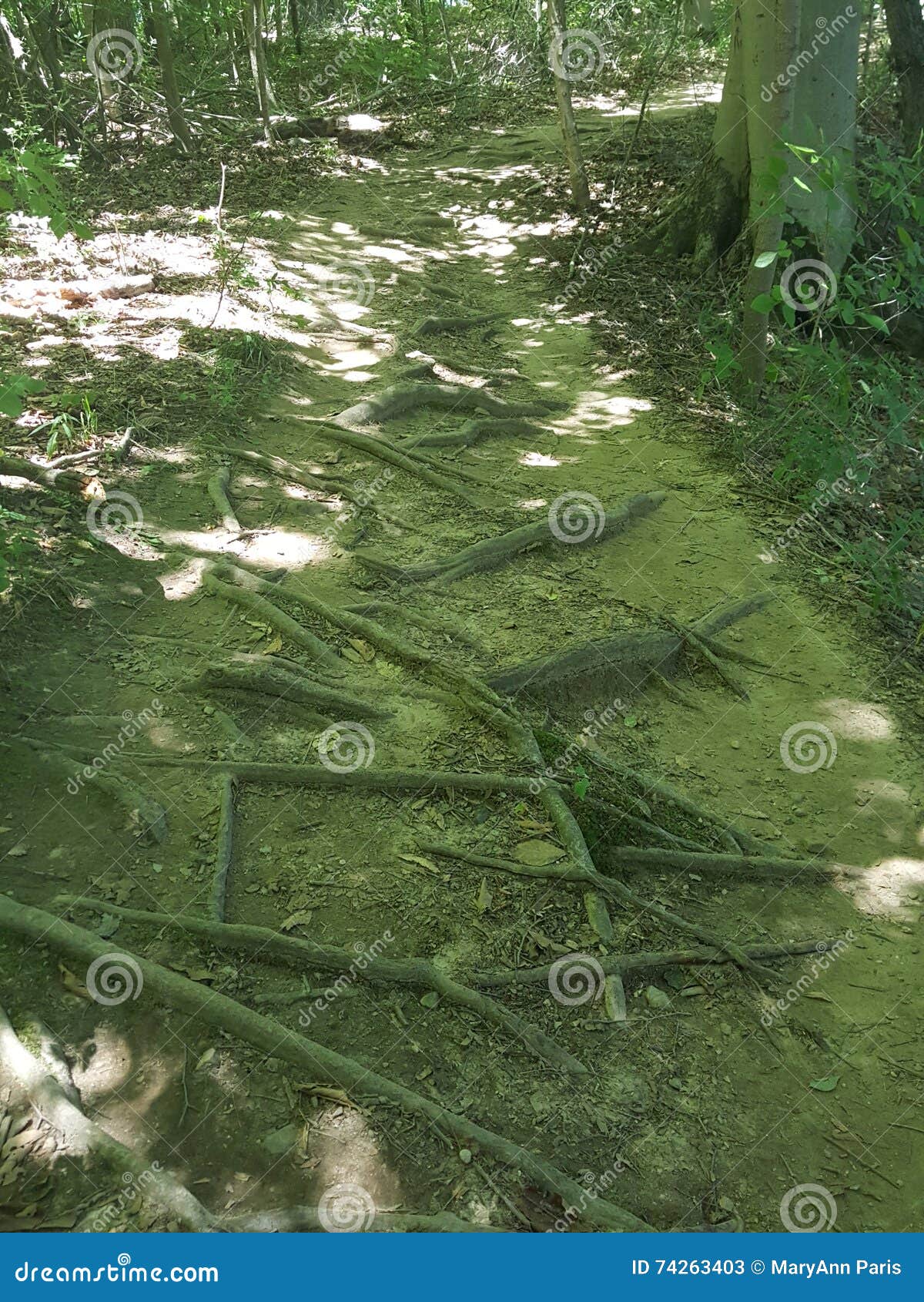 Roots taking over the path stock image. Image of roots - 74263403