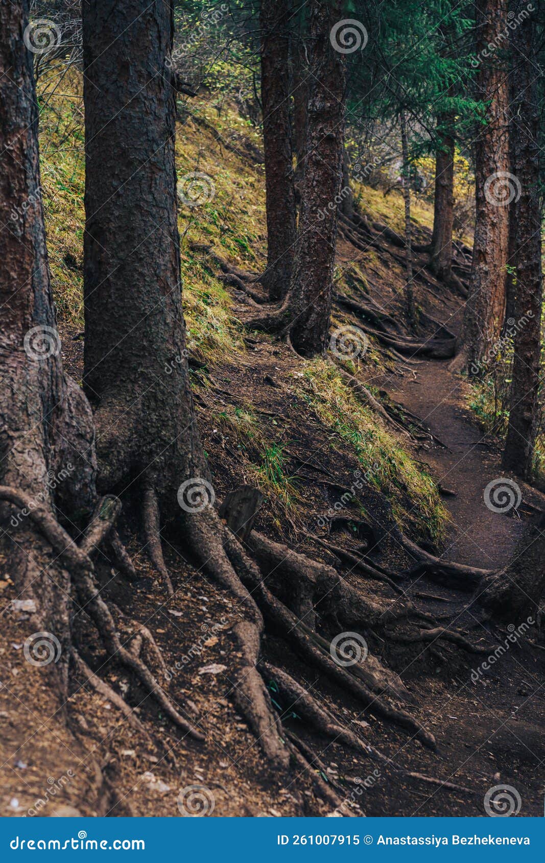 The Roots of Tall Fir Trees Stick Out of the Ground Stock Image - Image ...