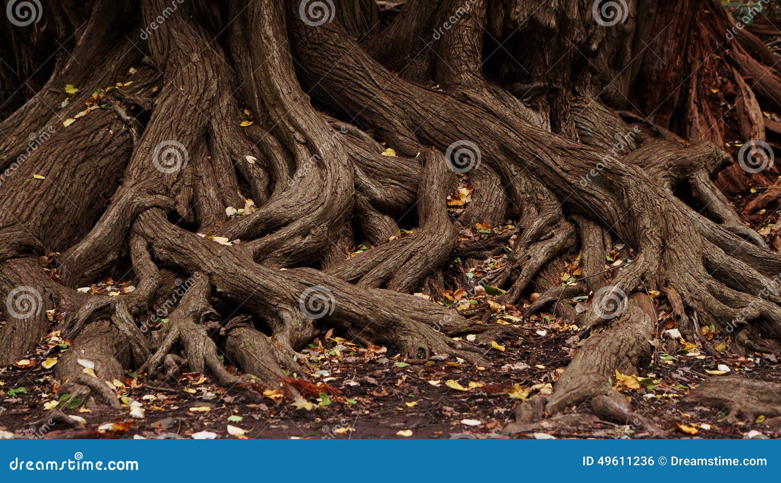 Roots stock photo. Image of network, plant, roots, tangled - 49611236