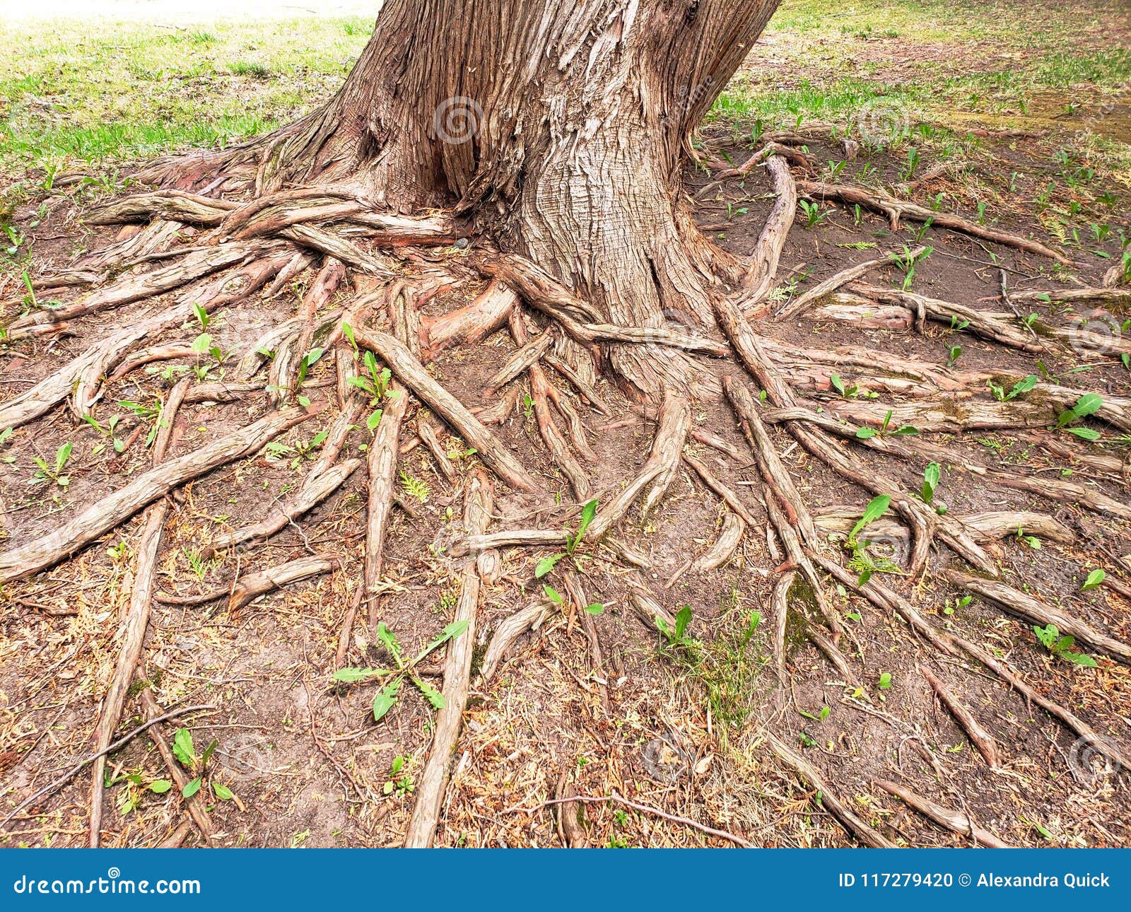 Roots stock photo. Image of tangled, dirt, tree, roots - 117279420