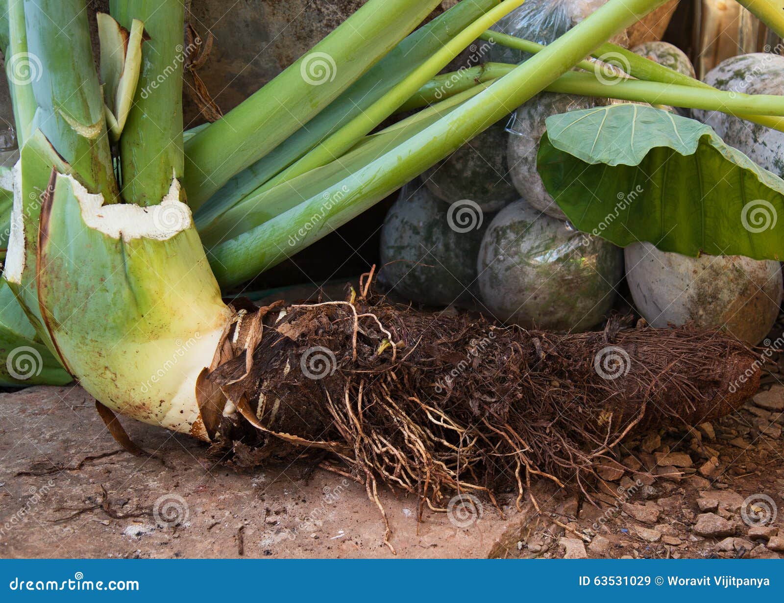 Roots of Taro stock image. Image of bananas, green, handmade - 63531029