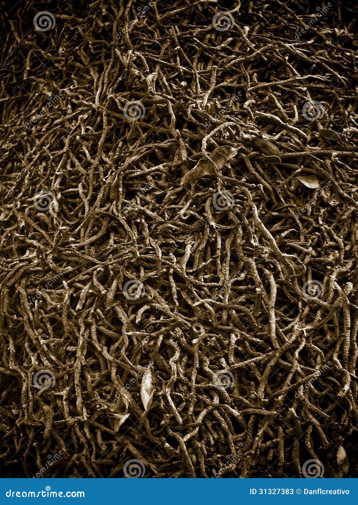 Roots Texture stock image. Image of grunge, detail, light - 31327383