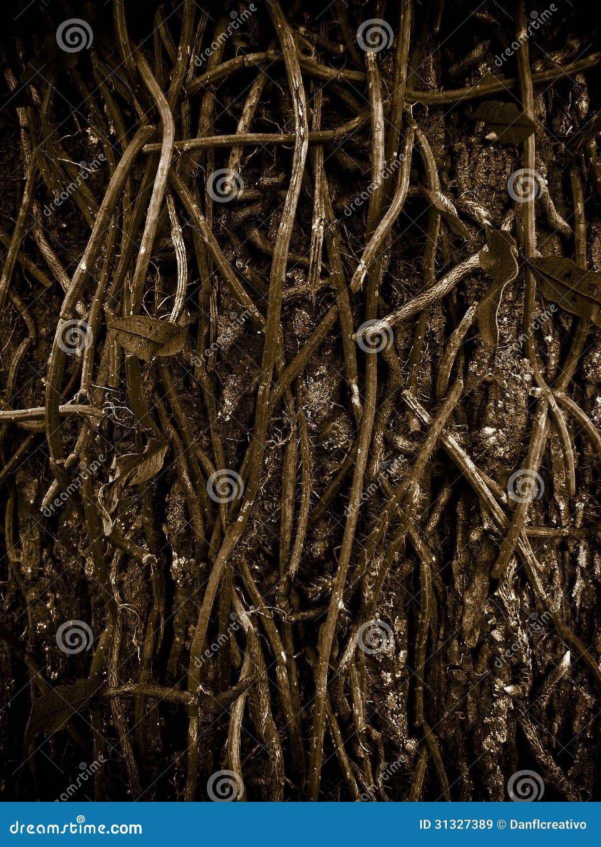 Roots Texture stock image. Image of textured, nature - 31327389