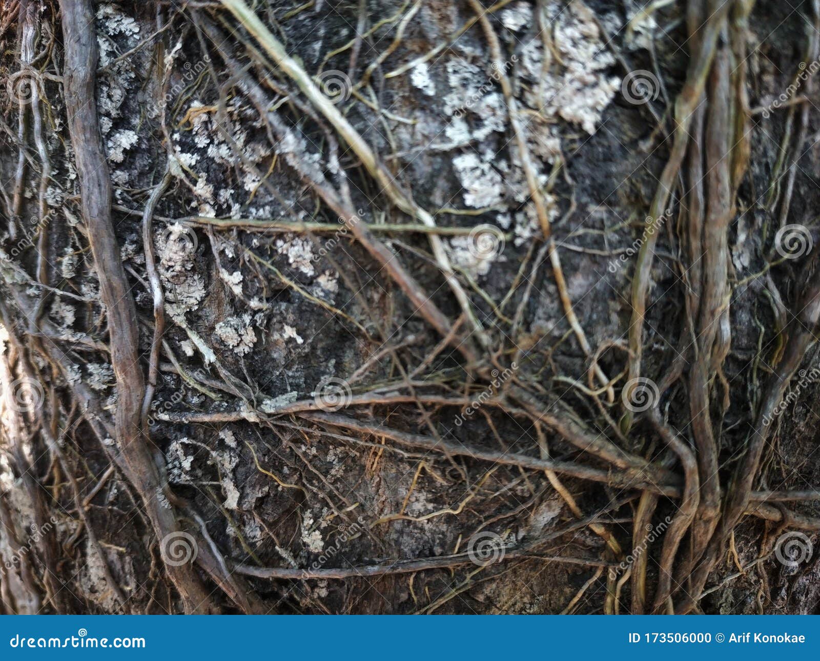 The Roots of Thatch Wrapped Around a Mango Tree Stock Photo - Image of ...