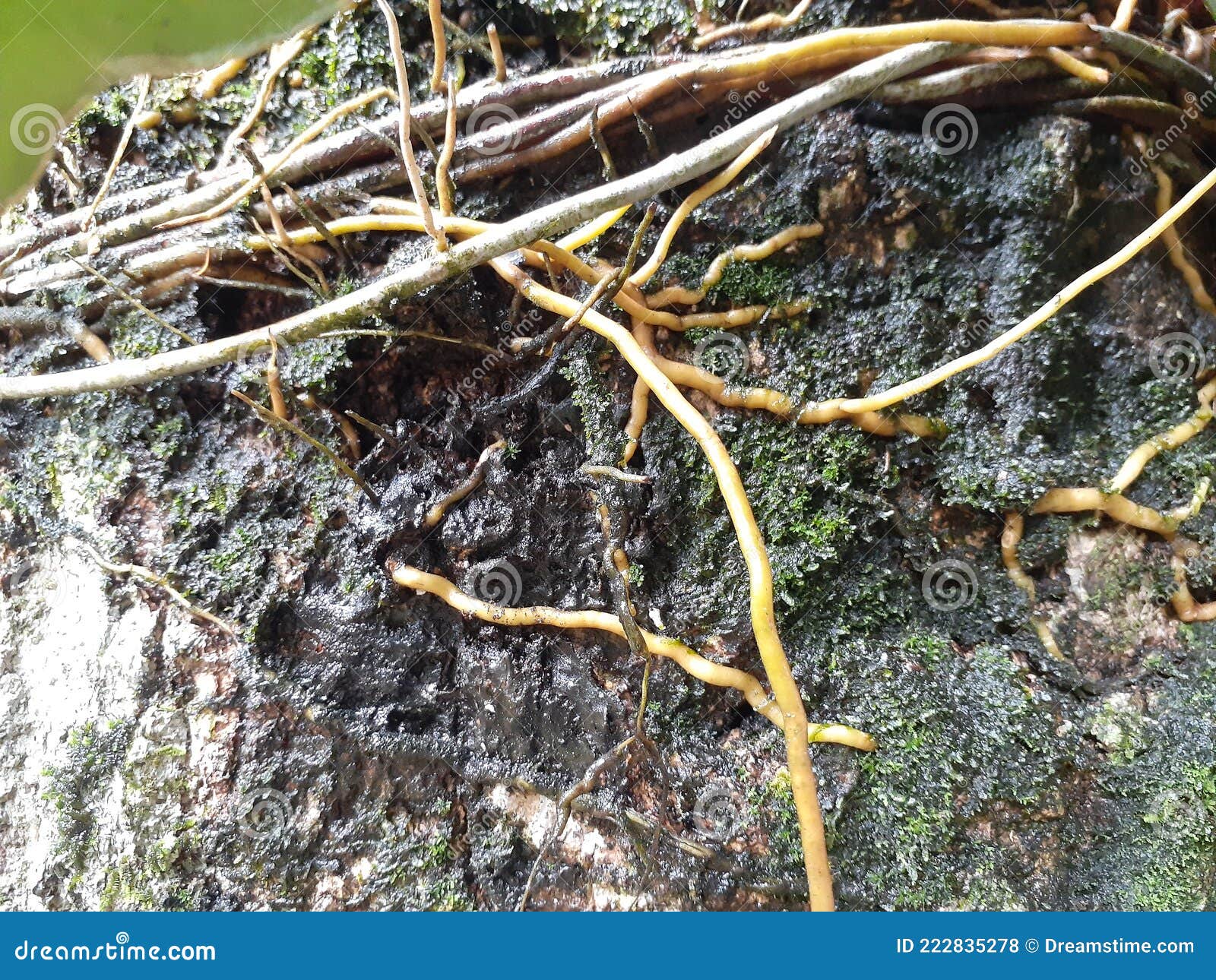 Roots Tightly Bind To the Bark of the Tree Stock Photo - Image of tree ...