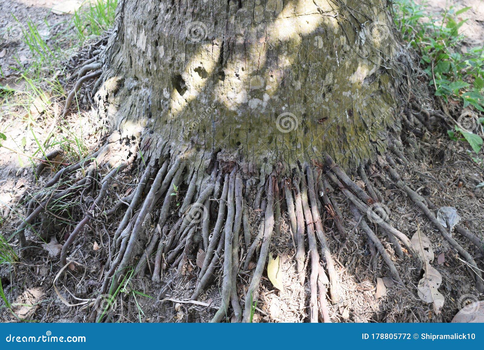 From the Roots To the Roots of the Roots Stock Photo - Image of field ...