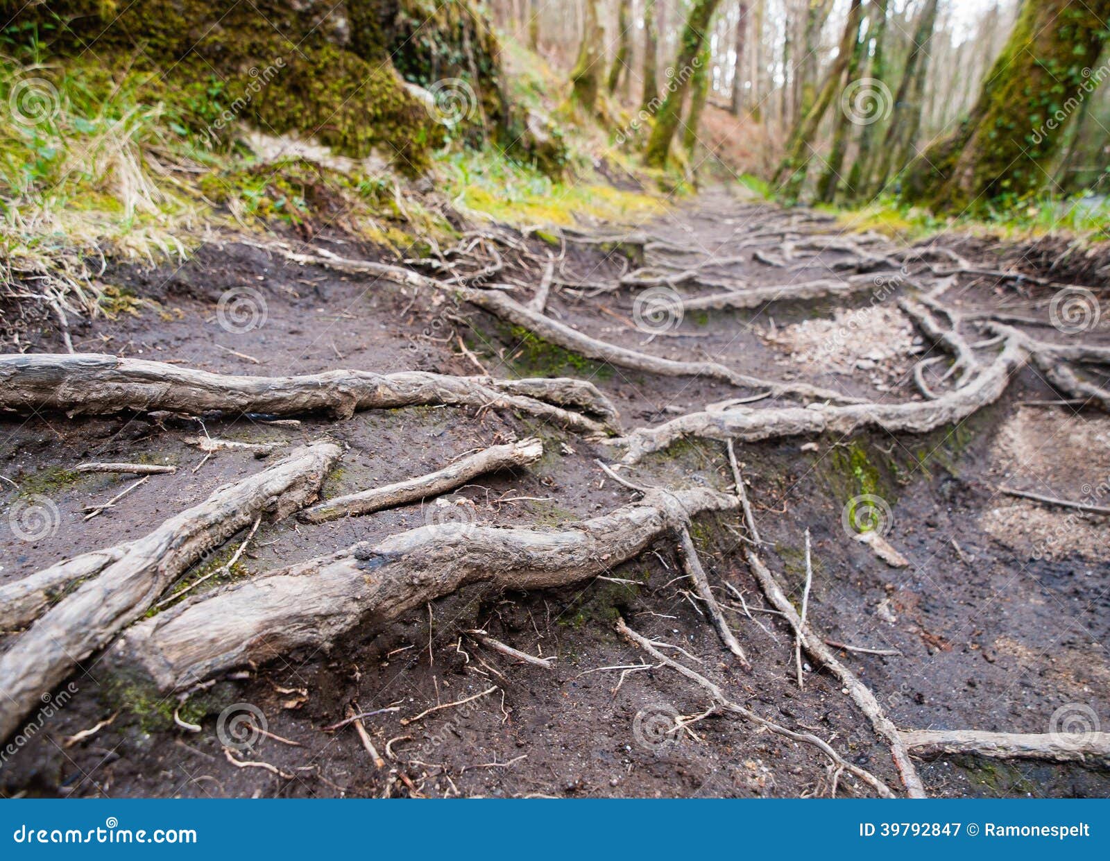 Roots on a Trail in the Forest Stock Image - Image of hiking, forest ...