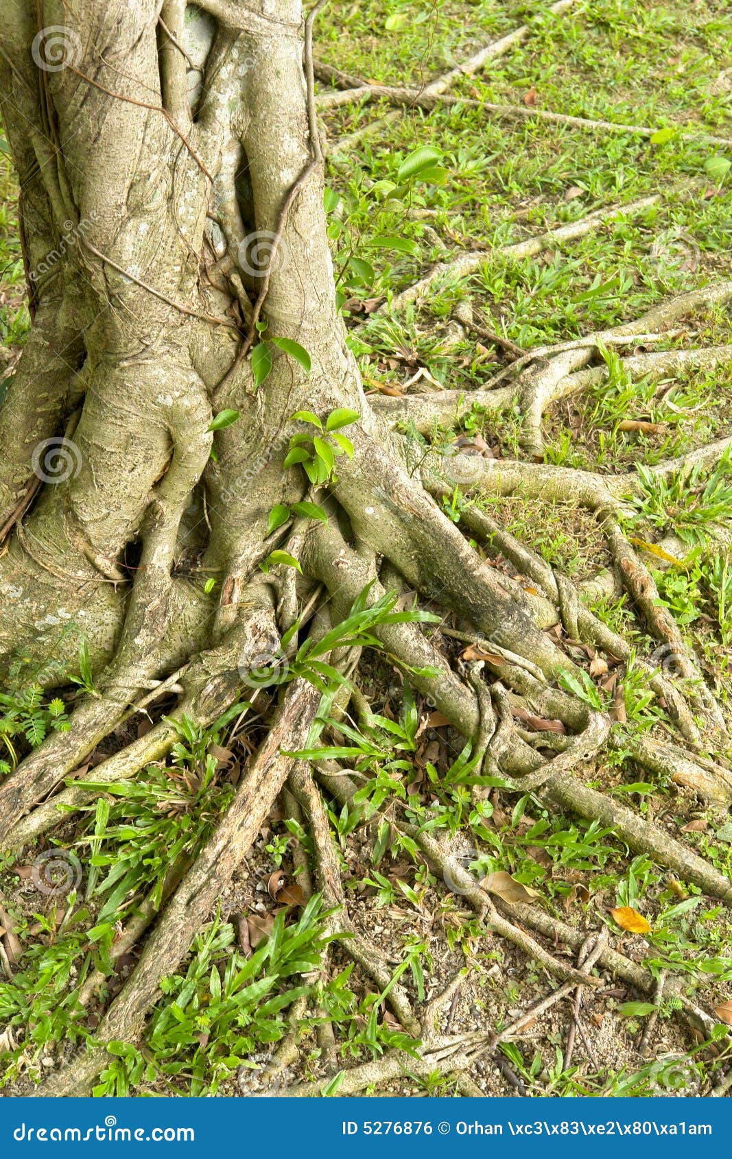Roots of the tree stock photo. Image of stone, park, leaves - 5276876
