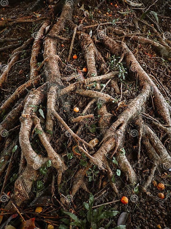 Roots of Tree Above the Ground Stock Photo - Image of pine, dirt: 261826776