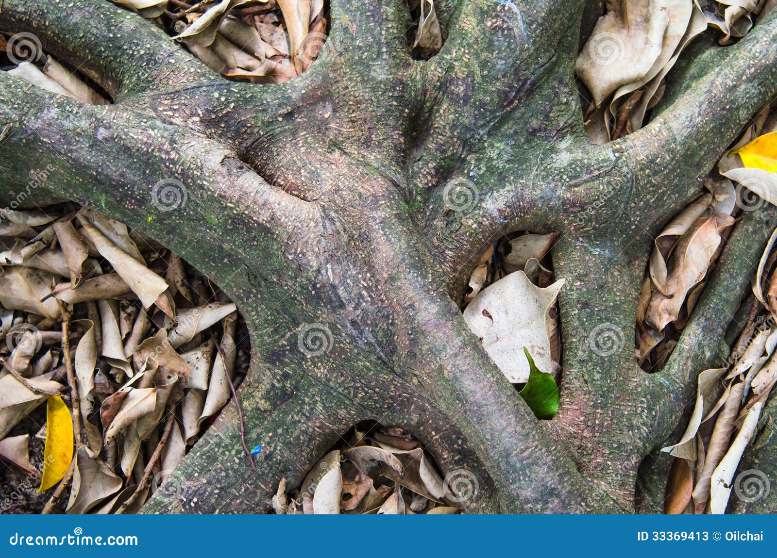 Roots of Tree Above the Ground Stock Image - Image of growing ...