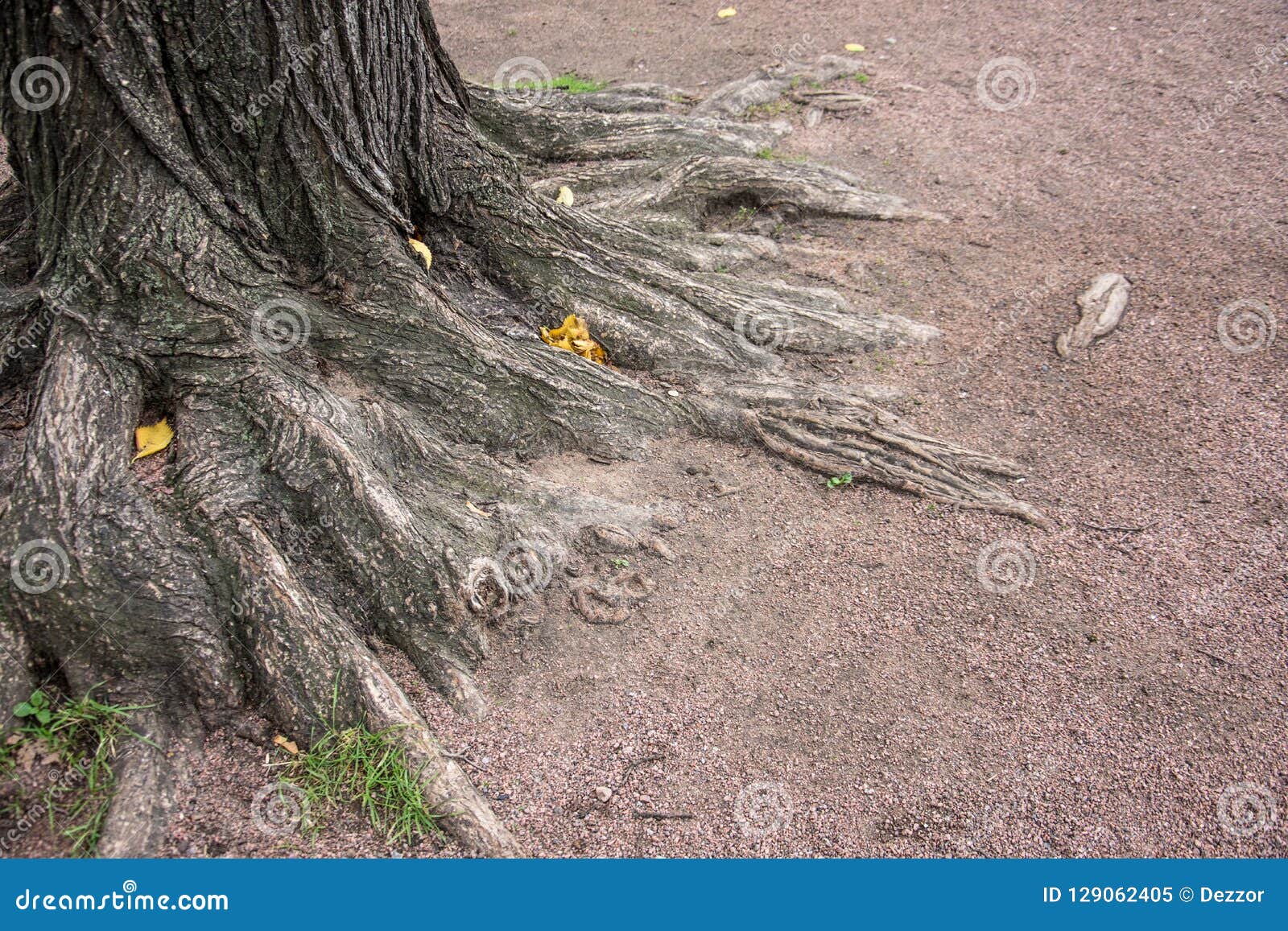 Roots of Tree Bark in the Park Ground. Stock Image - Image of jungle ...