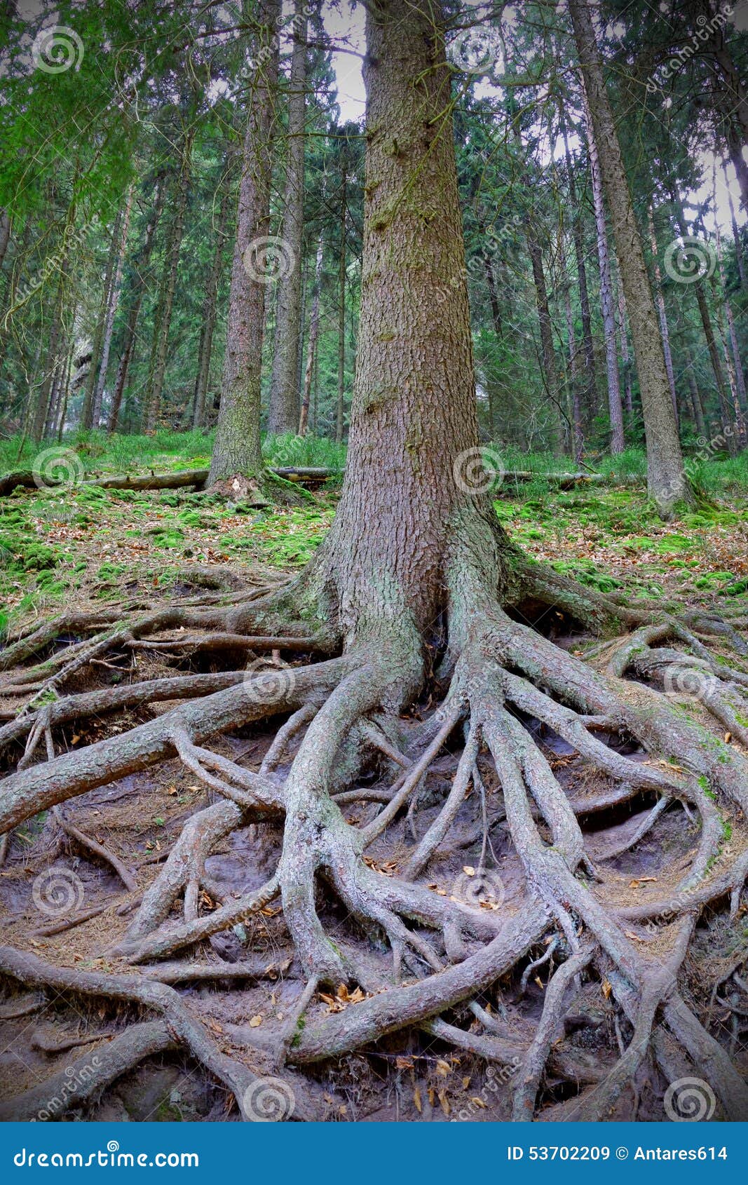 Roots stock image. Image of maze, life, base, extensive - 53702209