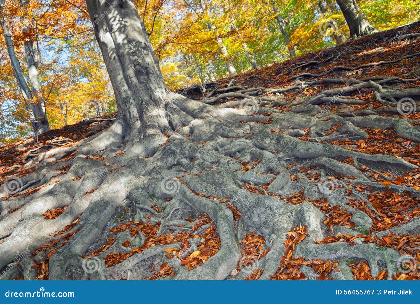 The Roots of the Tree - Beech Stock Image - Image of fall, grass: 56455767