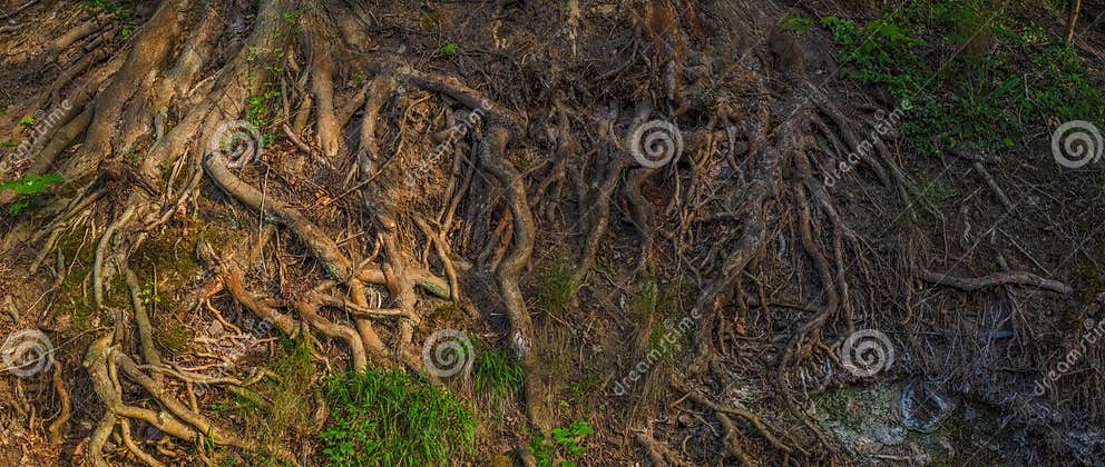 The Roots of the Tree. Big Roots Banner. Copy Space Stock Image - Image ...