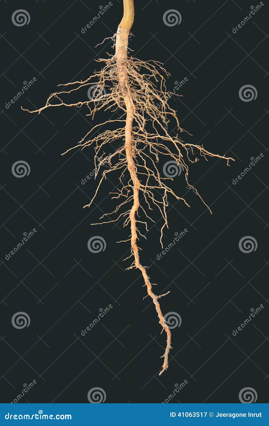 Roots tree stock image. Image of root, nature, growth - 41063517