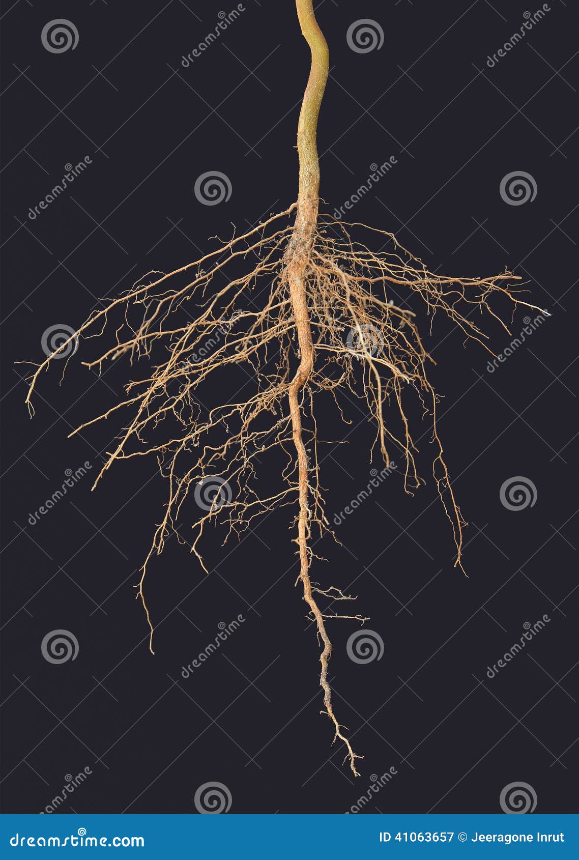 Roots tree stock image. Image of tree, isolated, nature - 41063657