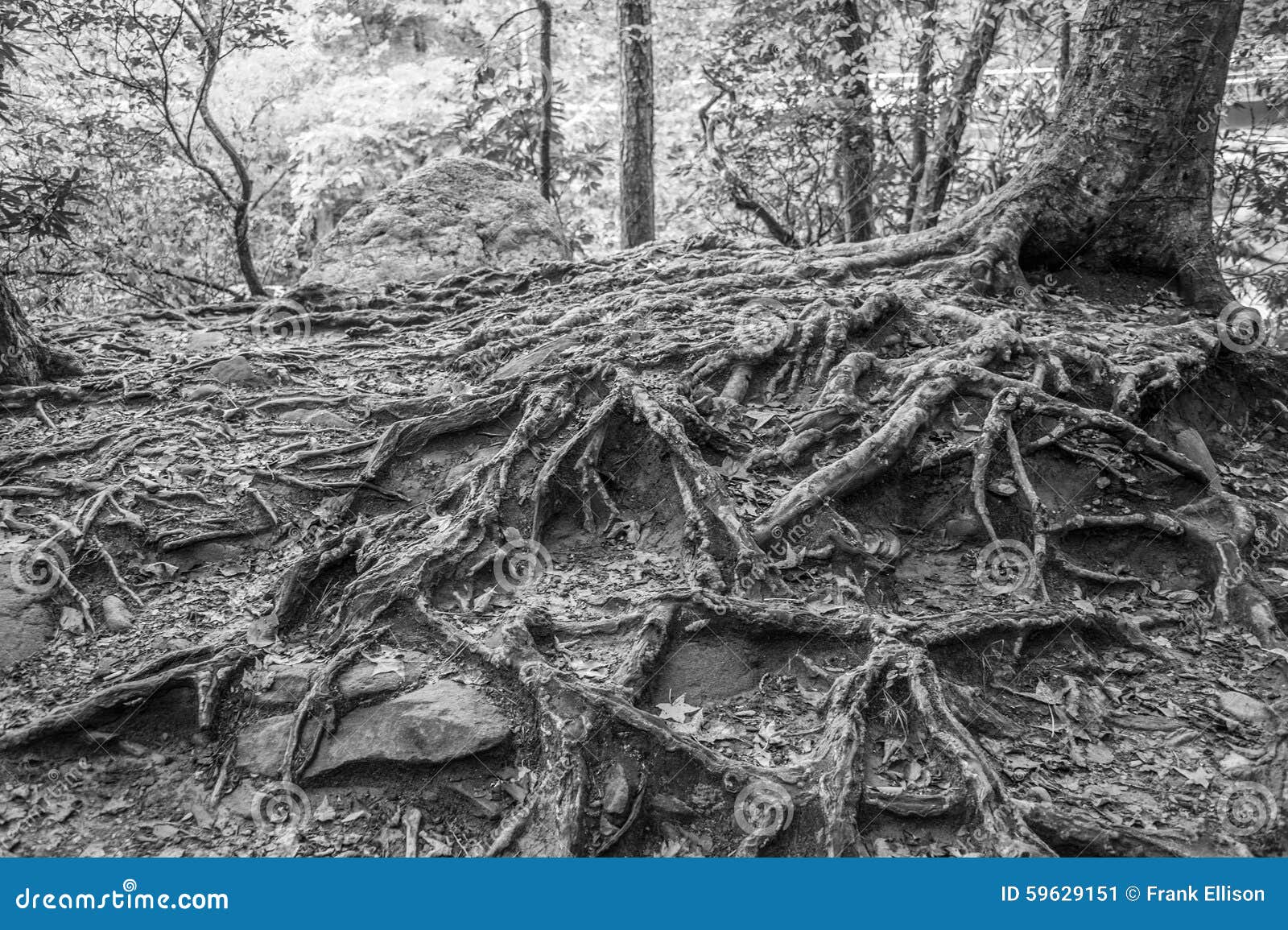Roots stock image. Image of covering, tree, ground, black - 59629151