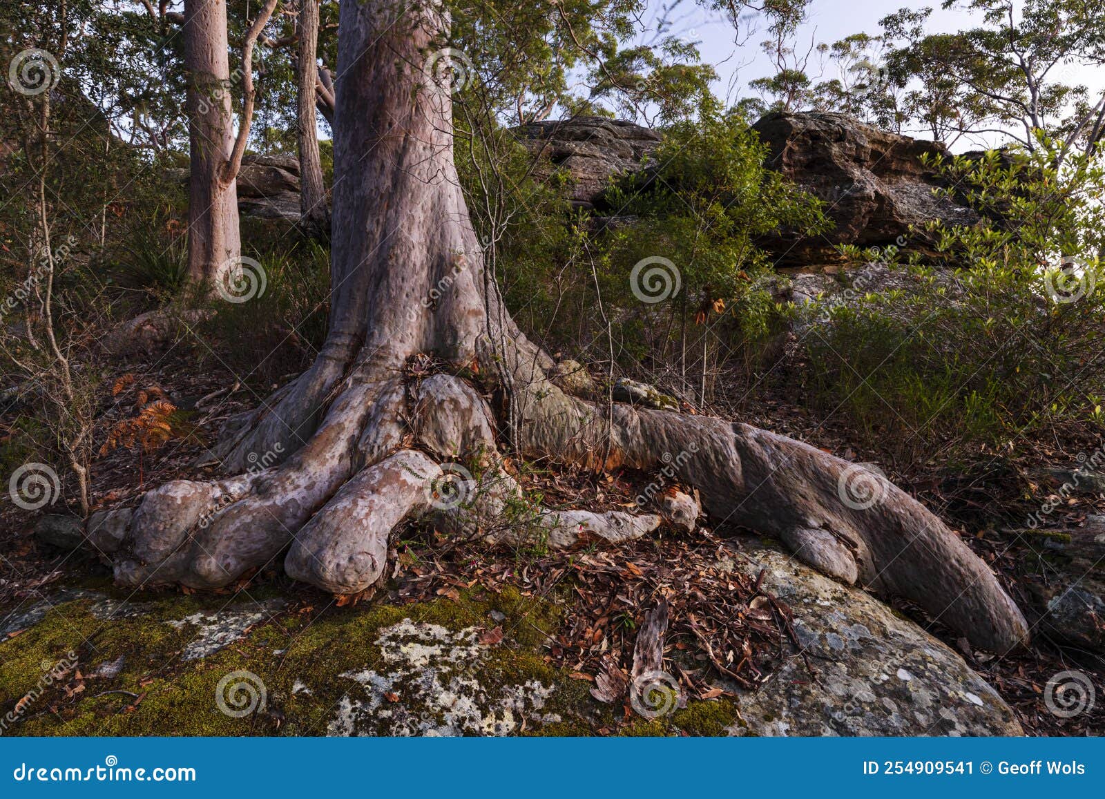 Roots from Tree in Bushland on NSW Central Coast of Australia Stock ...