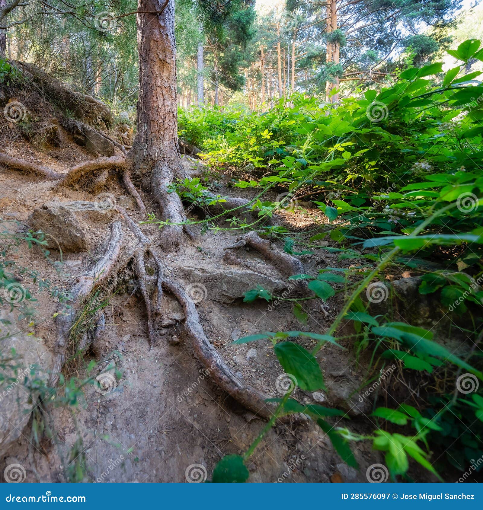 Roots of a Tree that Come Out of the Ground on a Mountain Path ...