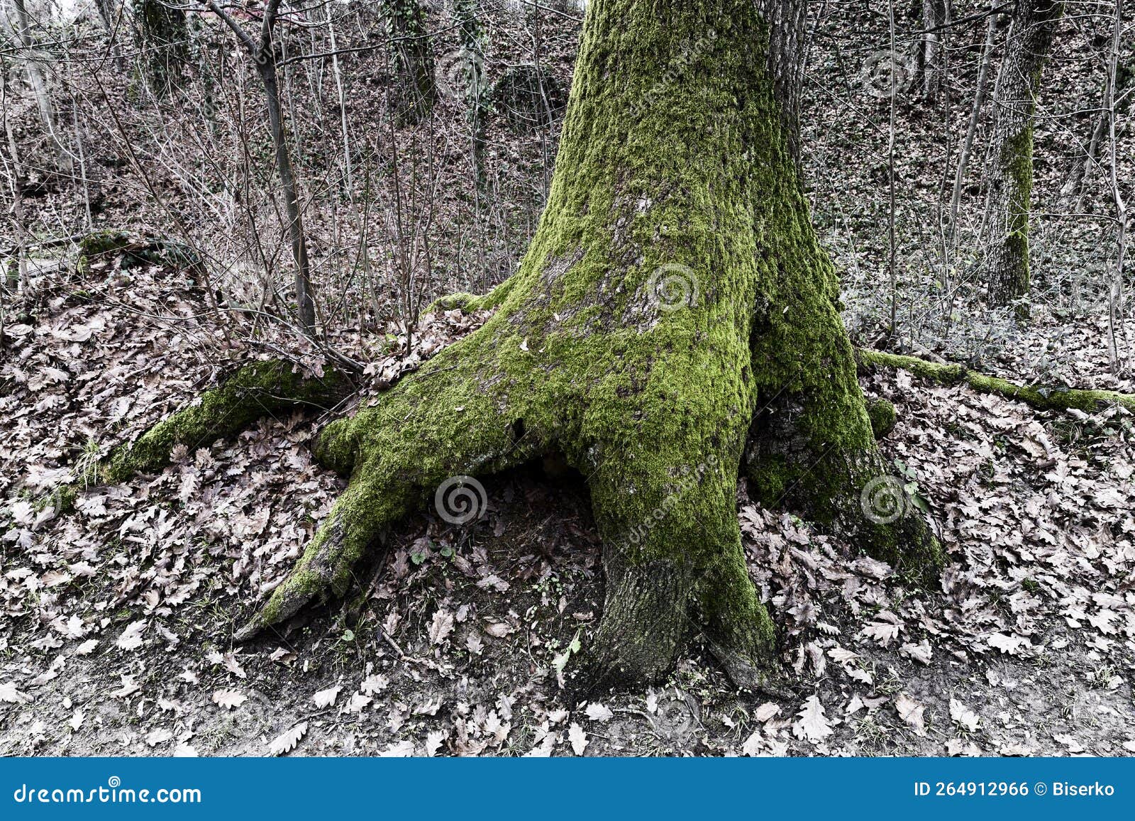 Moss on roots of the tree stock photo. Image of green - 264912966