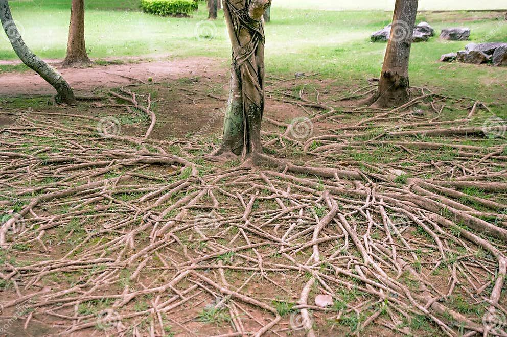 The roots of the tree stock photo. Image of nature, gardening - 85566992